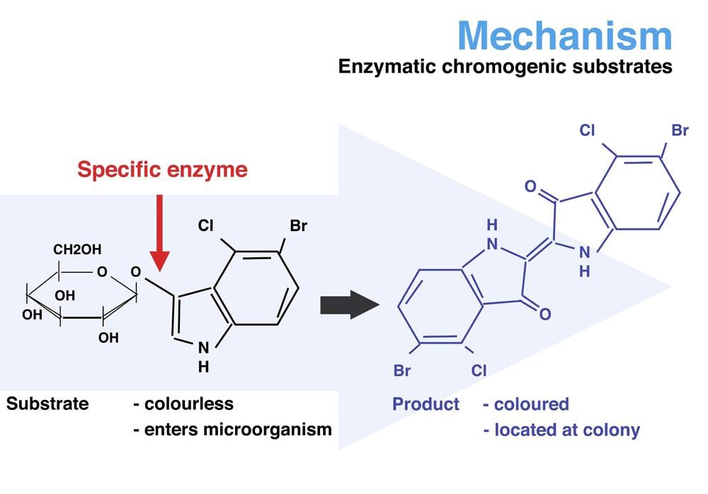 CHROMagar Chromogenic Culture Media | DRG International, Inc.